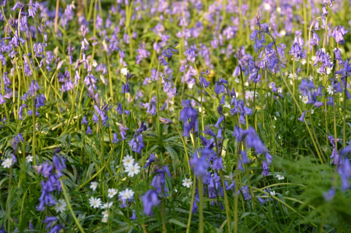 Bluebells - native and Spanish - Langstone Manor