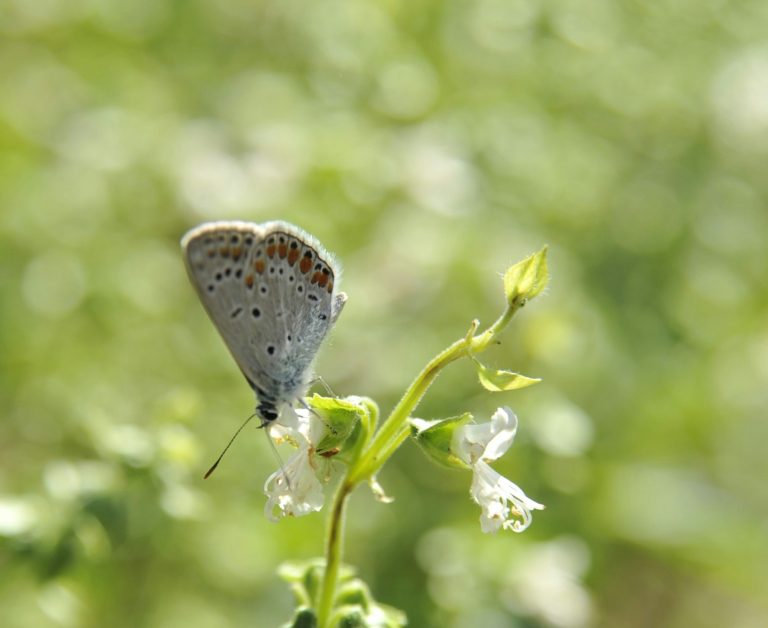 Dartmoor Wildlife Gains Ground with Collaven Moor - Langstone Manor